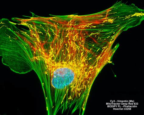 Zeiss Microscopy Online Campus Fluorescence Image Gallery Human Fetal Lung Fibroblast Cells