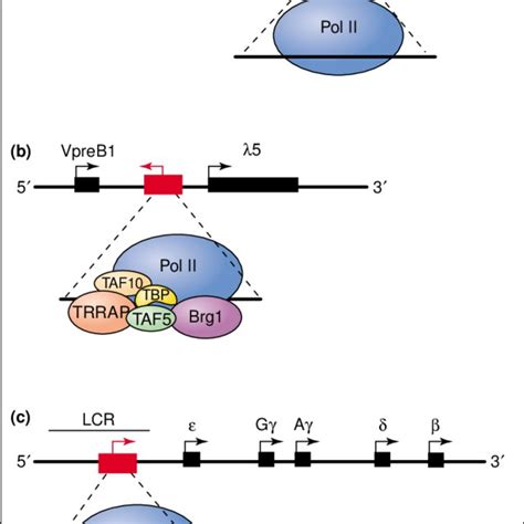 Classical Models For The Activation Of Gene Transcription A
