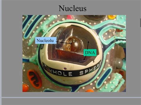 Lab Exam Flashcards Quizlet