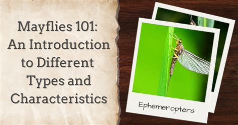 Exploring The Natural Predators Of Mayflies Whats That Bug