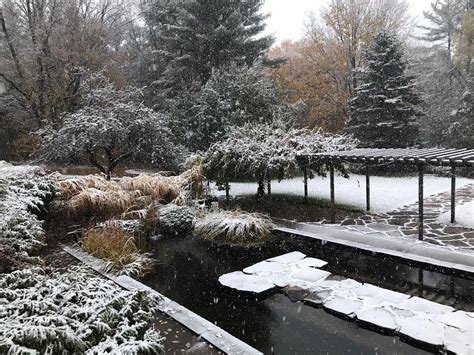 Raspberry Plant Pests And Diseases How To Identify And Treat Bright Lane Gardens