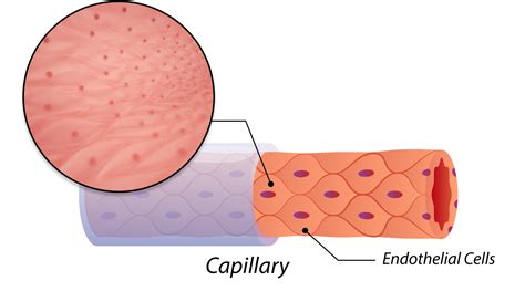 Blood Flow Solution