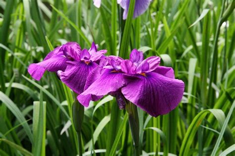 Японские ирисы. : bellezza_storia — LiveJournal