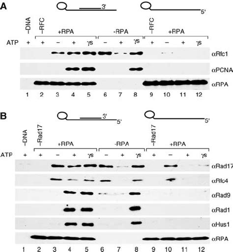 rhr loading is nucleotide primer and rpa dependent loading reactions