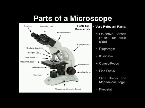 Anatomy And Physiology Microscope Diagram