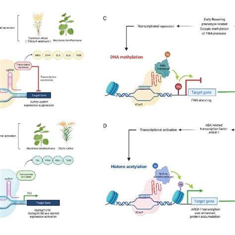 Crispr Gene Editing With Human Ipscs [54] Download Scientific Diagram