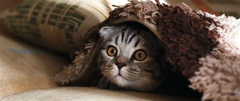 Any Hidden Gems💎 What Lesser Known Resources Boost Coding Skills Dev Community