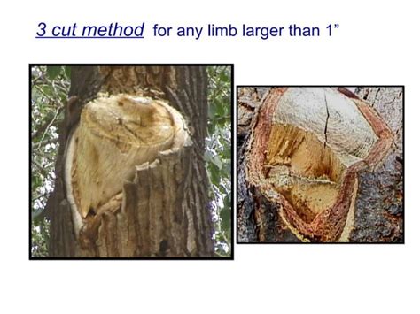 4a Basic Pruning Cuts And Codit Ppt