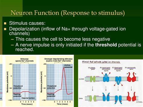 The Nervous System 6 5 Neurons And Synapses Ppt Download