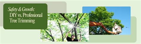 DIY Vs Professional Tree Trimming Martin S Tree Service