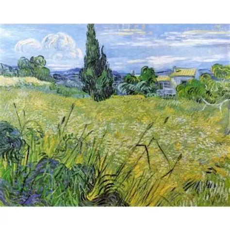 Green Wheat Field With Cypress