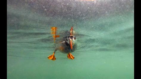 Bird Puffin Swimming Underwater