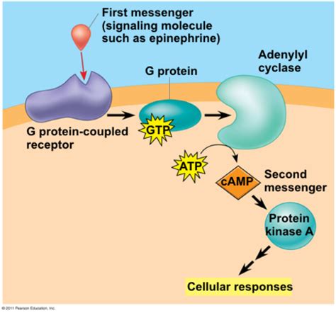 Lecture 3 Signal Transduction Flashcards Quizlet