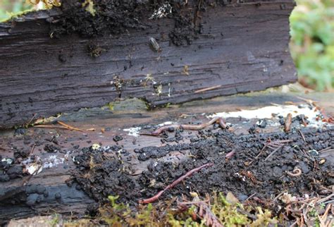 Under The Tree Bark « Northwest Wildlife Online