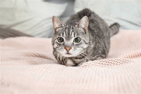 一只可爱的猫躺在床上高清图片下载 正版图片502570457 摄图网