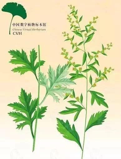 艾草是什么样的图片 艾草长什么样子 艾草长啥样 第4页 大山谷图库