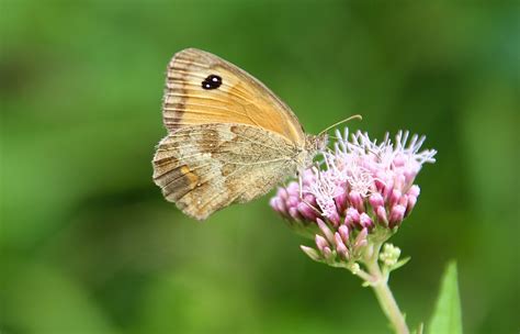 Le Fadet Commun Un Jardin Dans Le Marais Poitevinun Jardin Dans Le Marais Poitevin