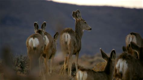 Mule Deer Migration Pbs Learningmedia
