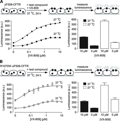 High Throughput Synergy Screens For Identification Of Δf508 Cftr Download Scientific Diagram