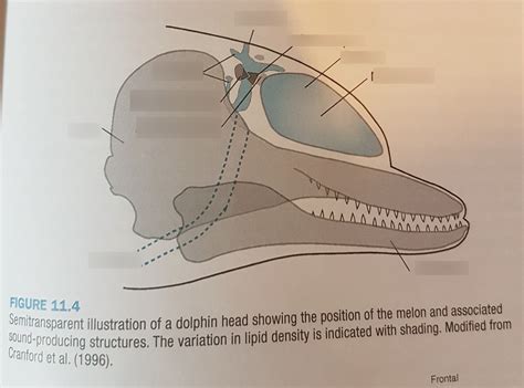 Dolphin Echolocation Diagram Diagram Quizlet