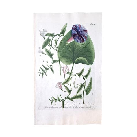 Phytanthoza Iconographia Plate 415 Convolvulus Major Convolvulus Arvensis Convolvulus