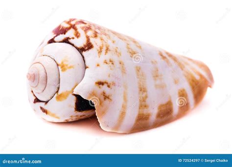 Sea Shell In The Shape Of A Cone Stock Image Image Of Assorted
