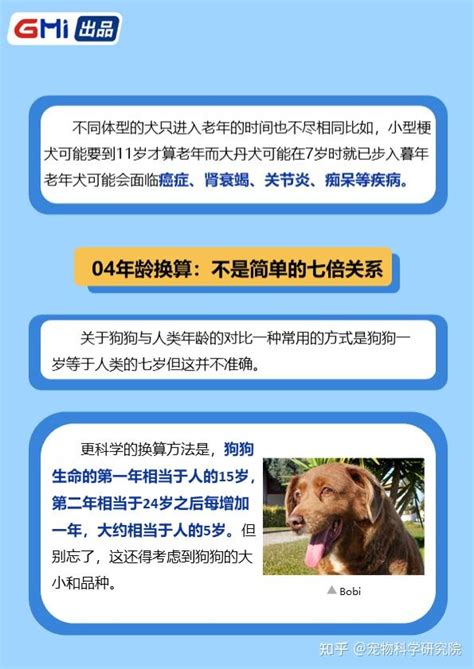 狗狗的寿命有什么秘密体型决定了Ta能陪伴我们多久 知乎