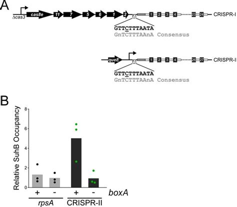 Figures And Data In Transcription Termination And Antitermination Of