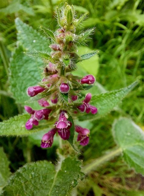 Plantnet Tells Me This Is Chrisa Blipfoto