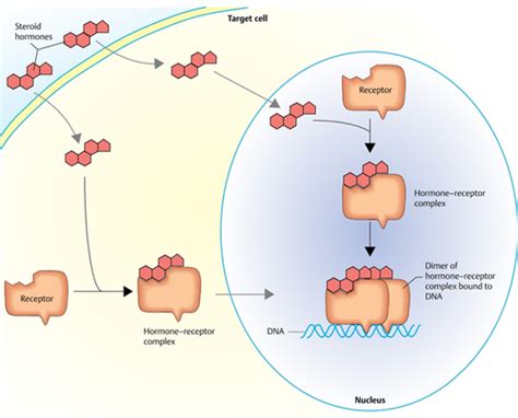 M1 Endocrine Physiology Flashcards Quizlet