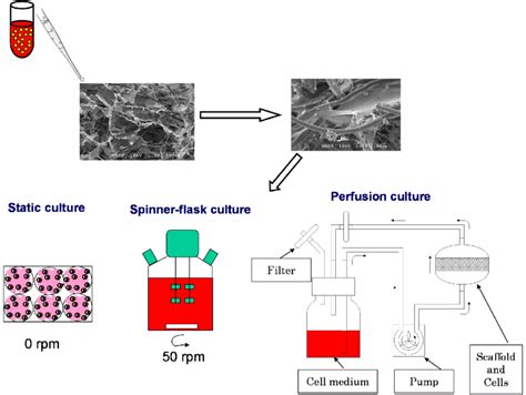 Principal Of In Vitro Cell Culture On 3D Scaffolds In Static