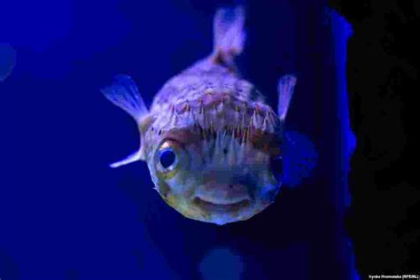 Фоторепортаж: Львівський океанаріум під час карантину