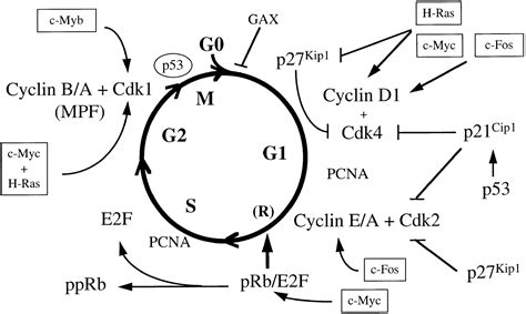 Cell Cycle Cyclin