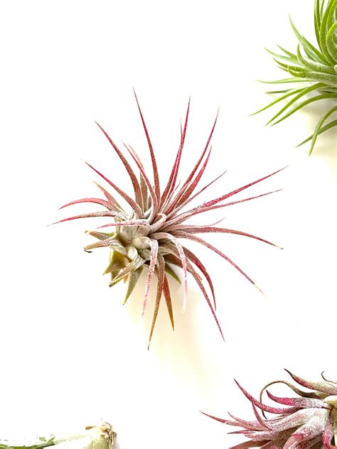Air Plant Bundle 12 Random Air Plant Variety Pack Happy Plant