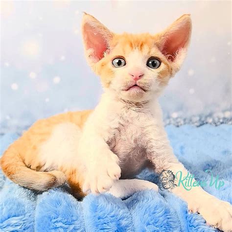 Devon Rex Kittens For Sale Available Devon Rex Cat