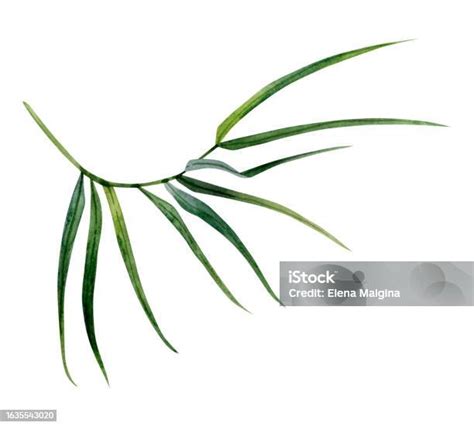 녹색 대나무 나뭇가지에 수채화 그림이 흰색 배경에 분리되어 있다 열대 자연 손으로 그린 사실적인 클립 아트 0명에 대한 스톡