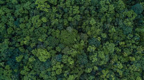 Saying You Are Offsetting Carbon By Planting A Tree Is Nonsense