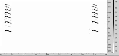 Spectrogram Of Juvenile Long Eared Owl Asio Otus Calls On Porto
