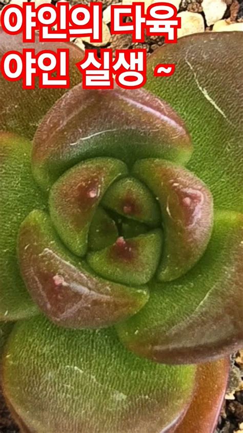 꼬물꼬물 꼬물이 들~ 꿀잠요 ~ 임영웅 파종이 실생 다육 다유기 다육이 다육식물 반려식물 다육판매 다육이판매 다육이키우기 다육인스타그램 매혹이 청주