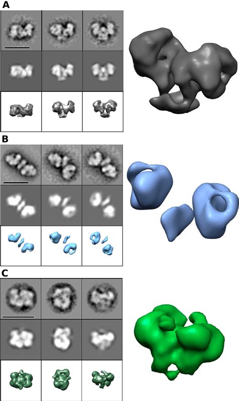 Figure 1 From Structure And Operation Of The Dna Translocating Type I Dna Restriction Enzymes