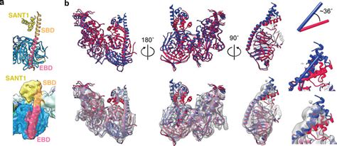 Sbd Ebd And Sant Regions Of Ezh2 And Flexible Fitting Of The Crystal Download Scientific