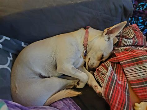 Shes Still A Cute As When She Was A Puppy Cuter Now Actu Rchiweenie