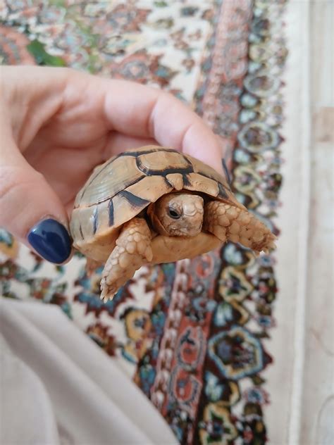 Tortoise Identification R Tortoise