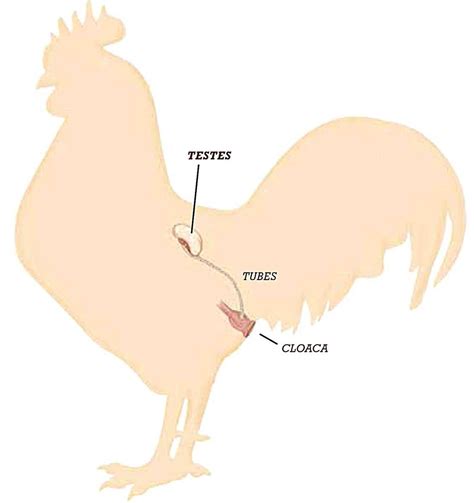 Anatomy Diagram Of Bird Reproduction