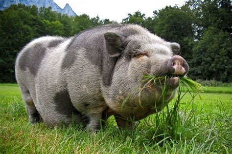 Pot Belly Pig Lifespan Farm House