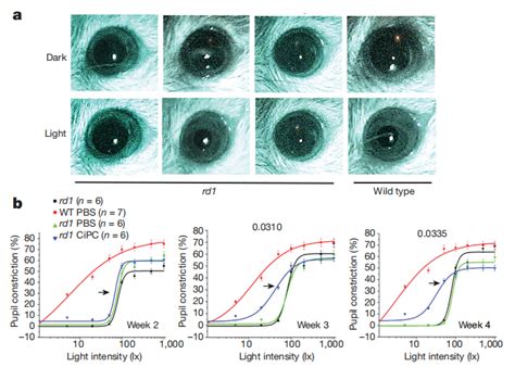 失明小鼠重见光明的奥秘——重编程 脑医汇 神外资讯 神介资讯