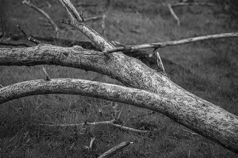 Tree Bark Trunk Free Photo On Pixabay Pixabay