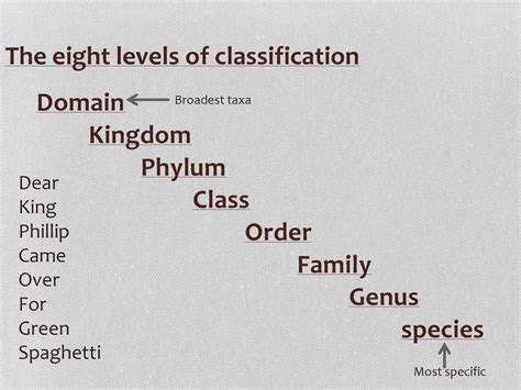 levels of classification in order from broadest to most specific at