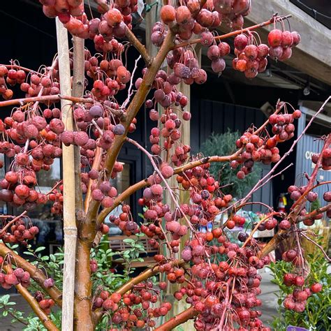 Discover The Allure Of Deciduous Cold Creek Nurseries