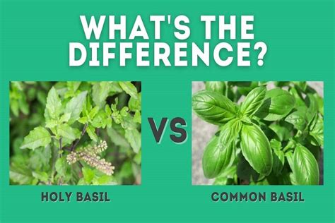 Holy Basil Tulsi Vs Basil What Is The Difference